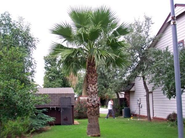 Washingtonia filibusta - Palmpedia - Palm Grower's Guide