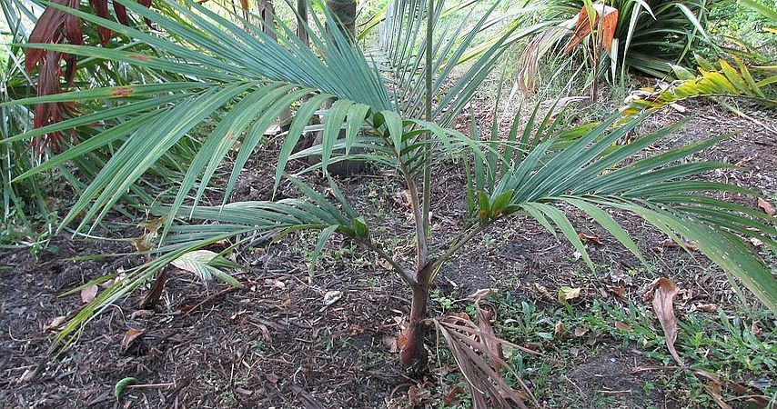 Cyphophoenix alba - Palmpedia - Palm Grower's Guide