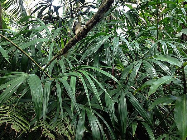 Rhapis humilis - Palmpedia - Palm Grower's Guide