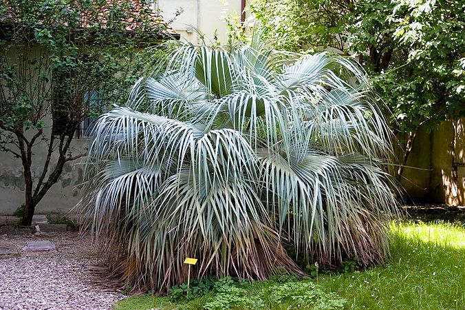 Brahea clara - Palmpedia - Palm Grower's Guide