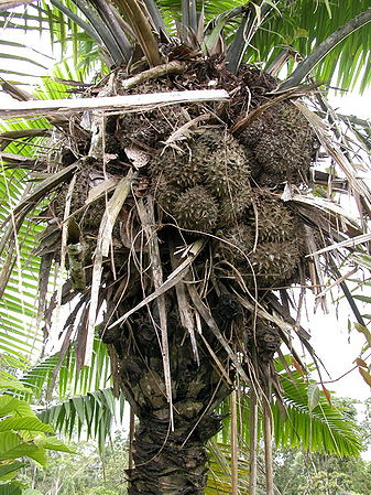 Phytelephas aequatorialis - Palmpedia - Palm Grower's Guide