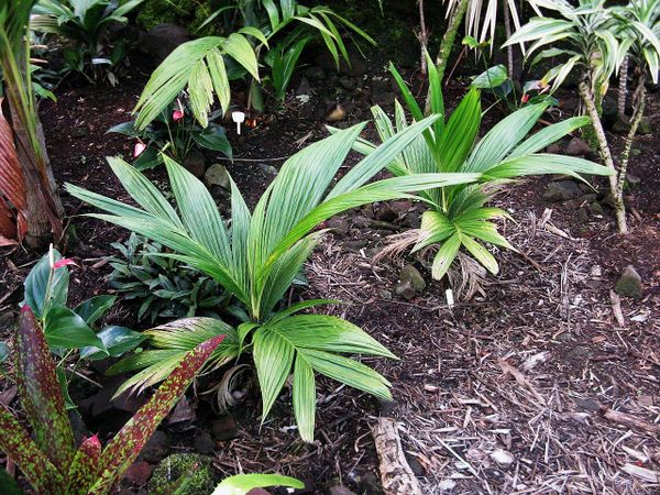 Areca caliso - Palmpedia - Palm Grower's Guide