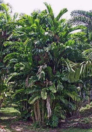 Ptychosperma schefferi - Palmpedia - Palm Grower's Guide