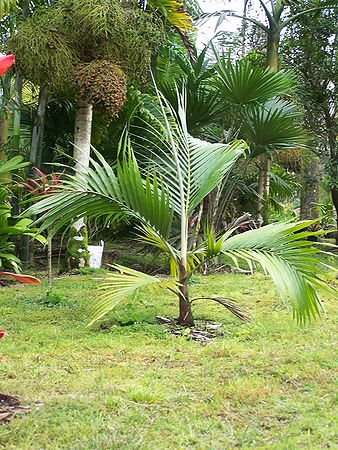 Cyphophoenix alba - Palmpedia - Palm Grower's Guide