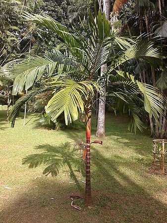 Loxococcus rupicola - Palmpedia - Palm Grower's Guide