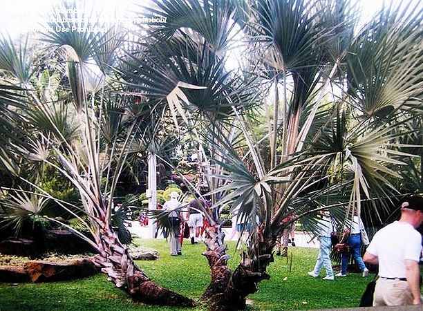 Hyphaene coriacea - Palmpedia - Palm Grower's Guide