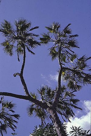 Hyphaene compressa - Palmpedia - Palm Grower's Guide