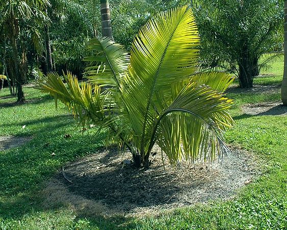 Attalea humilis - Palmpedia - Palm Grower's Guide