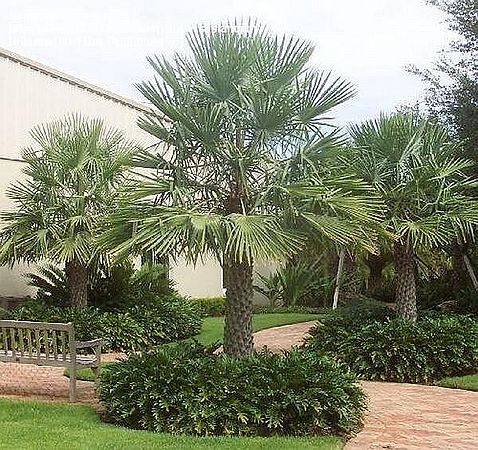 Copernicia alba - Palmpedia - Palm Grower's Guide