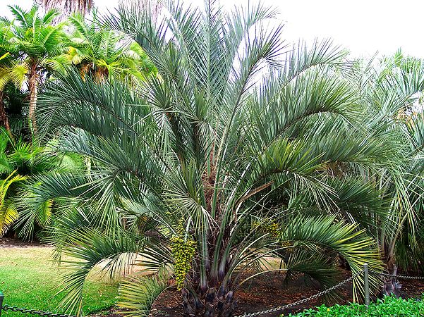 Butia yatay - Palmpedia - Palm Grower's Guide