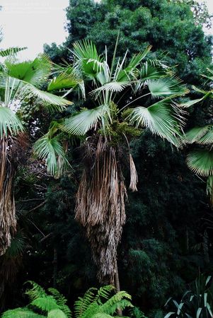 Trachycarpus martianus - Palmpedia - Palm Grower's Guide