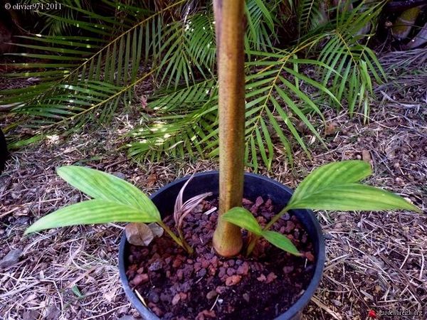 Pinanga dicksonii - Palmpedia - Palm Grower's Guide