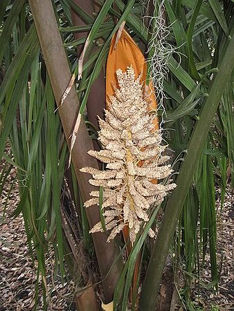 Attalea rostrata - Palmpedia - Palm Grower's Guide