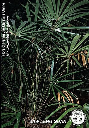 Licuala paludosa - Palmpedia - Palm Grower's Guide