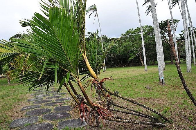 Pinanga crassipes - Palmpedia - Palm Grower's Guide