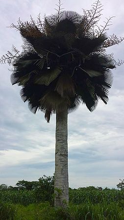 Copernicia fallaensis - Palmpedia - Palm Grower's Guide