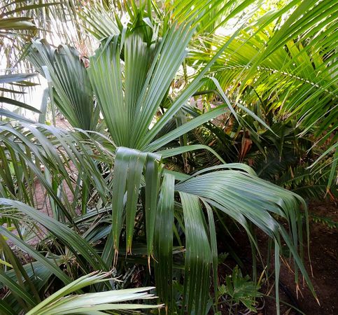 Sabal yapa - Palmpedia - Palm Grower's Guide