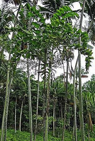 Ptychosperma caryotoides - Palmpedia - Palm Grower's Guide