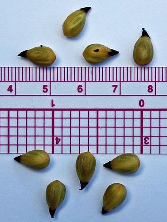 Ptychosperma lineare - Palmpedia - Palm Grower's Guide