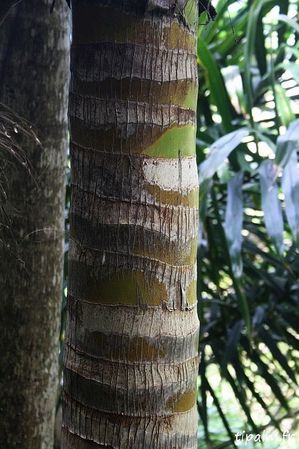 Syagrus amara - Palmpedia - Palm Grower's Guide