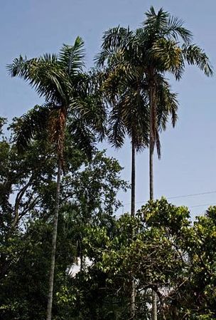 Syagrus sancona - Palmpedia - Palm Grower's Guide