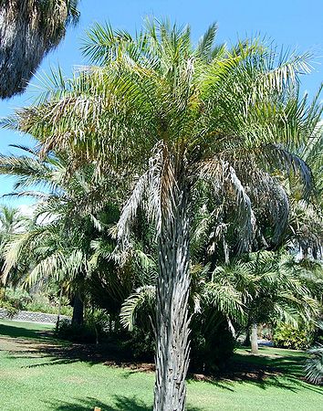 Phoenix pusilla - Palmpedia - Palm Grower's Guide