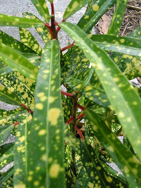 GOLDFINGER - Palmpedia - Palm Grower's Guide