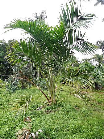 Metroxylon salomonense - Palmpedia - Palm Grower's Guide