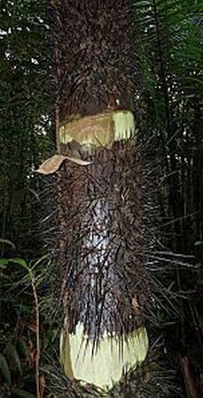 Astrocaryum rodriguesii - Palmpedia - Palm Grower's Guide