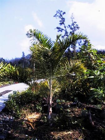 Syagrus pseudococos - Palmpedia - Palm Grower's Guide