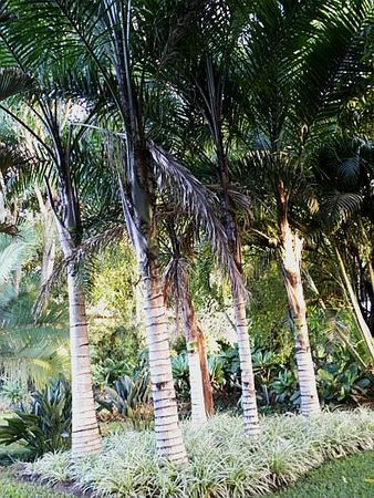 Syagrus picrophylla - Palmpedia - Palm Grower's Guide