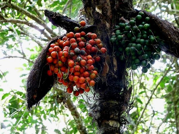 Category:BACTRIS - Palmpedia - Palm Grower's Guide