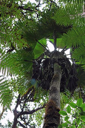 Pritchardia beccariana - Palmpedia - Palm Grower's Guide