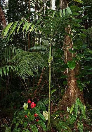 Areca caliso - Palmpedia - Palm Grower's Guide