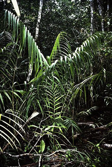 Barcella odora - Palmpedia - Palm Grower's Guide