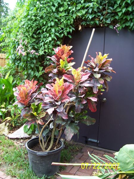 Bravo Croton Plant