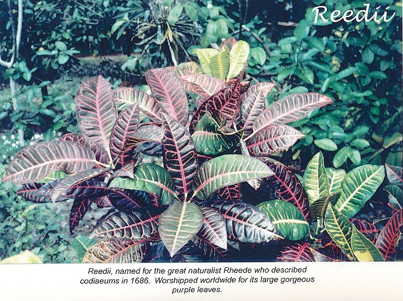 RHEEDII - Palmpedia - Palm Grower's Guide