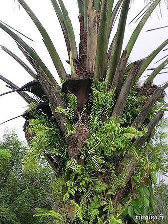 Attalea maripa - Palmpedia - Palm Grower's Guide