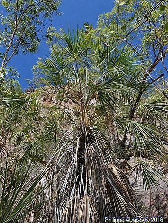 Livistona inermis - Palmpedia - Palm Grower's Guide