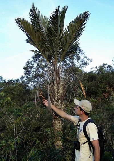 Syagrus glaucescens - Palmpedia - Palm Grower's Guide