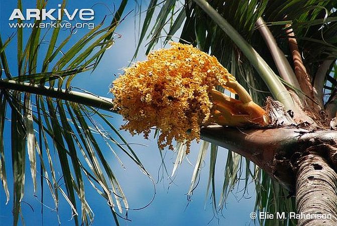 Orania trispatha - Palmpedia - Palm Grower's Guide