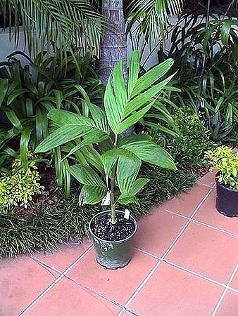 Pinanga gracilis - Palmpedia - Palm Grower's Guide