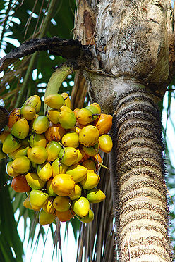 Bactris gasipaes - Palmpedia - Palm Grower's Guide