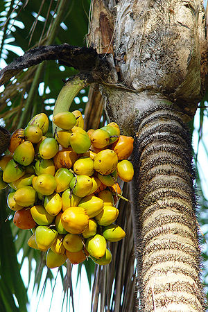 Bactris gasipaes - Palmpedia - Palm Grower's Guide