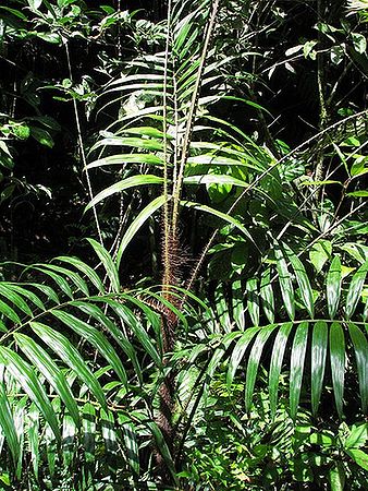 Calamus australis - Palmpedia - Palm Grower's Guide