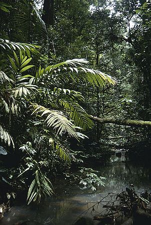 Calamus aruensis - Palmpedia - Palm Grower's Guide