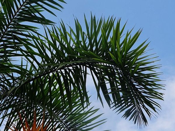 Syagrus sancona - Palmpedia - Palm Grower's Guide