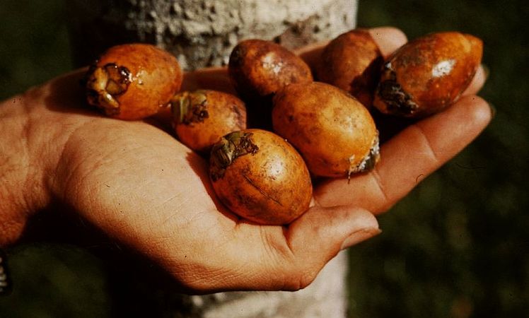 Areca catechu - Palmpedia - Palm Grower's Guide