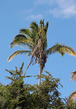 Attalea cohune - Palmpedia - Palm Grower's Guide