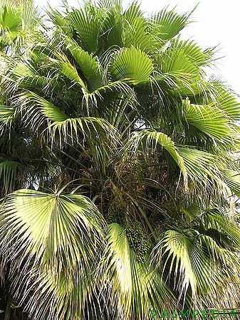 Brahea brandegeei - Palmpedia - Palm Grower's Guide